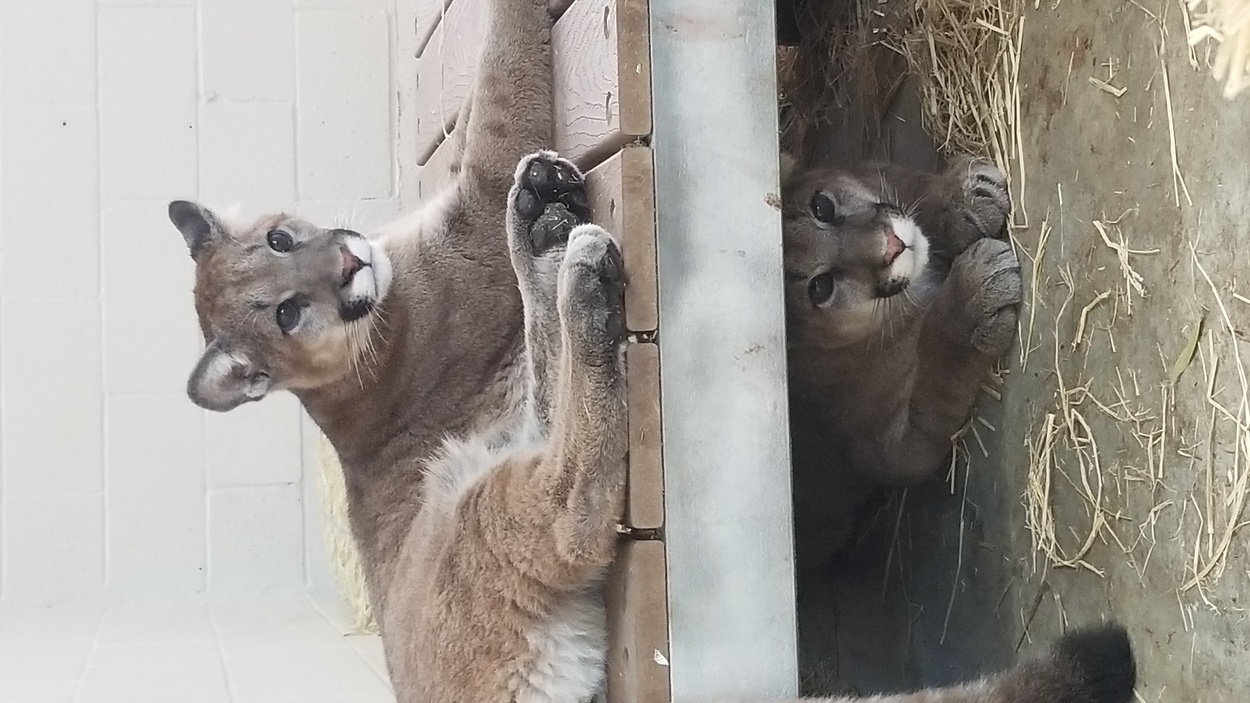 Where Are They Now? Mountain Lion Cub Rescues