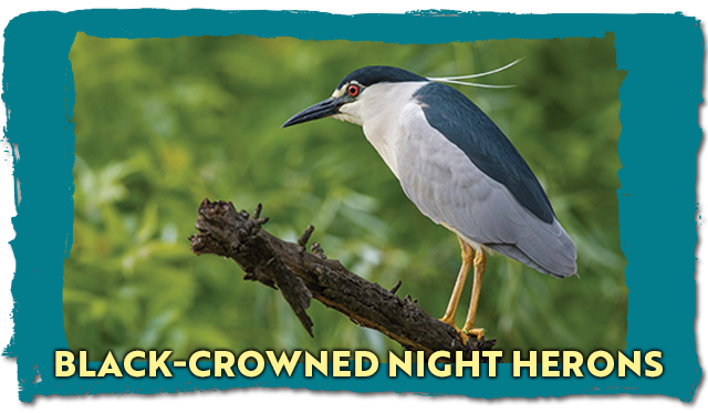 Conservation | Quarters for Conservation