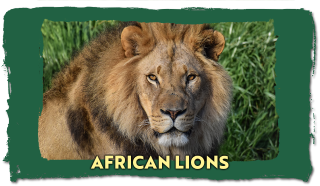 Conservation | Quarters for Conservation