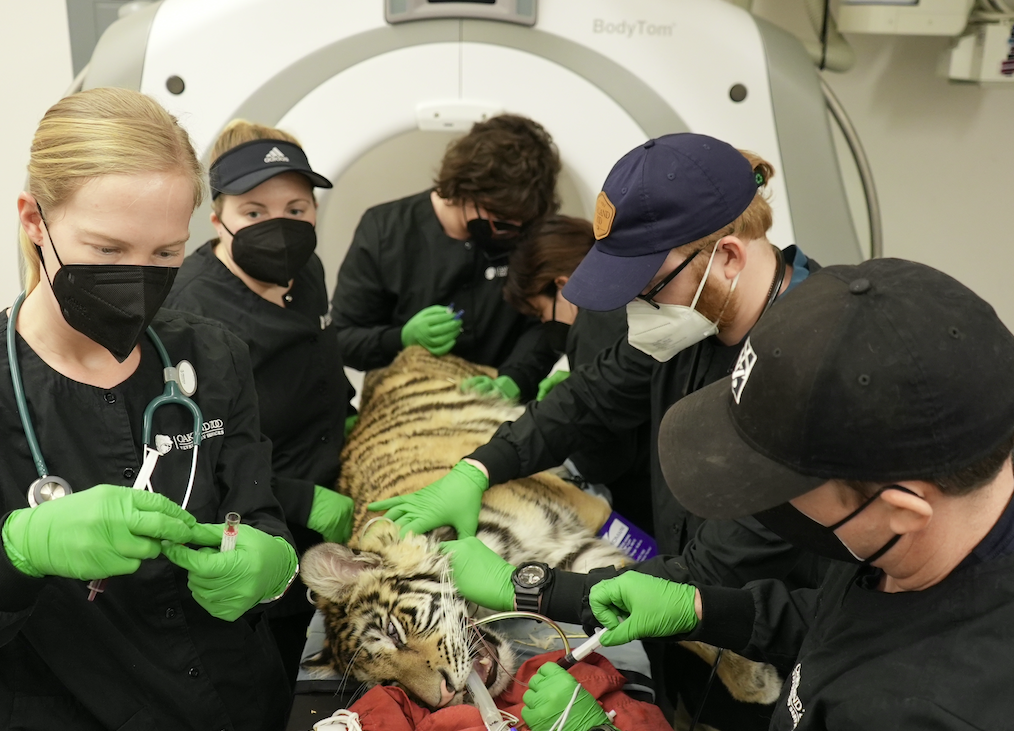 Confiscated Tiger Cub Brought to Oakland Zoo for Long-Term ...