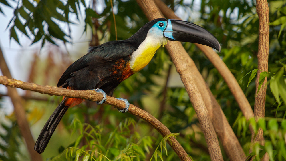 Point Radix, Mayaro, Toucan House