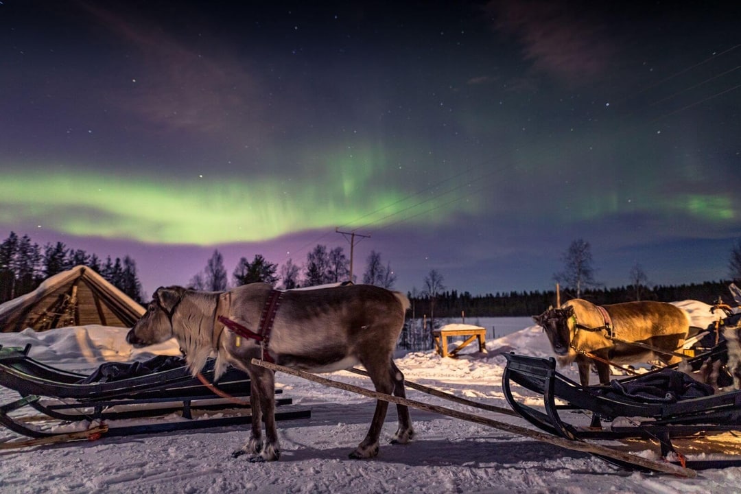 Northern Lights Hunting by Reindeer sleigh | Rovaniemi | Book Online ...