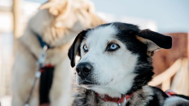 Happy Trail 6-10km self-driving Husky safari, Morning Departure ...