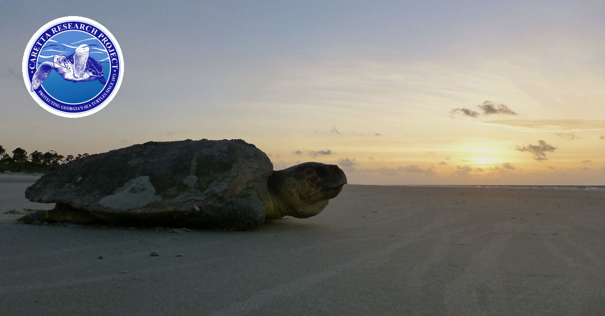 Caretta Research Project | Ecotourism | Volunteer Opportunities | Sea ...