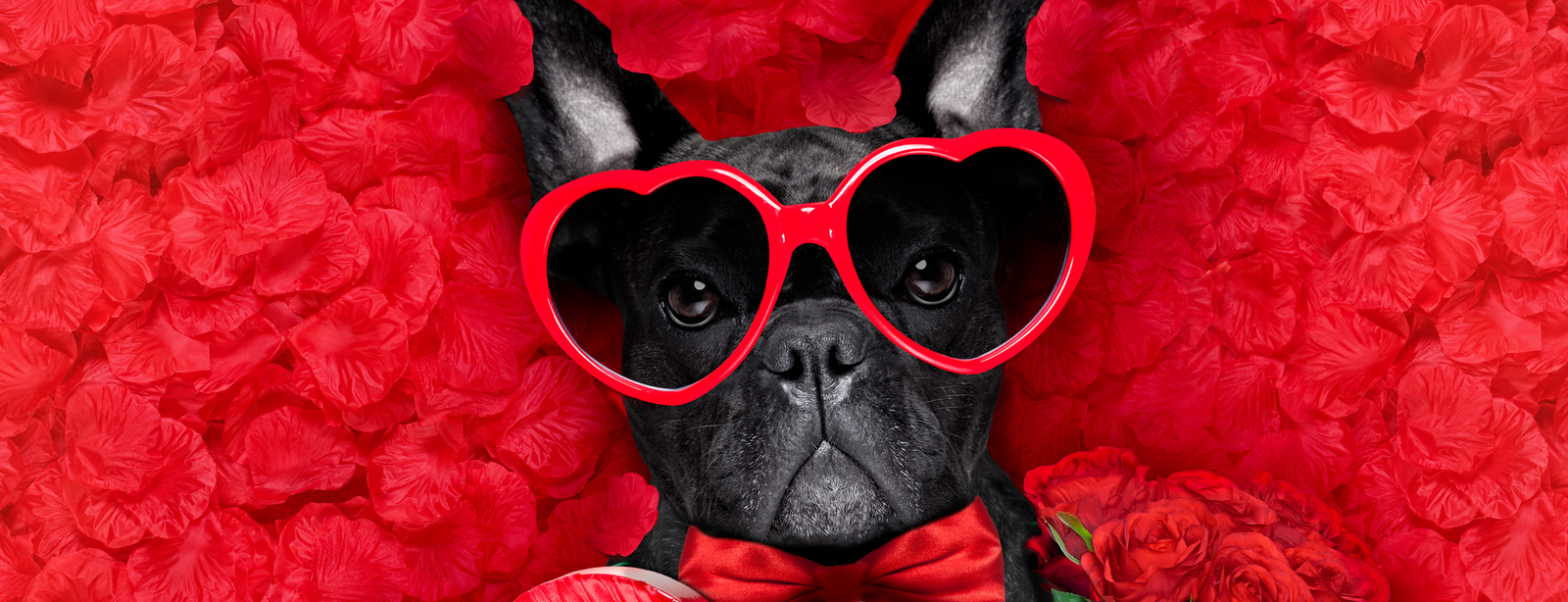 IDCARE Official Website | Identity Theft & Cyber Support