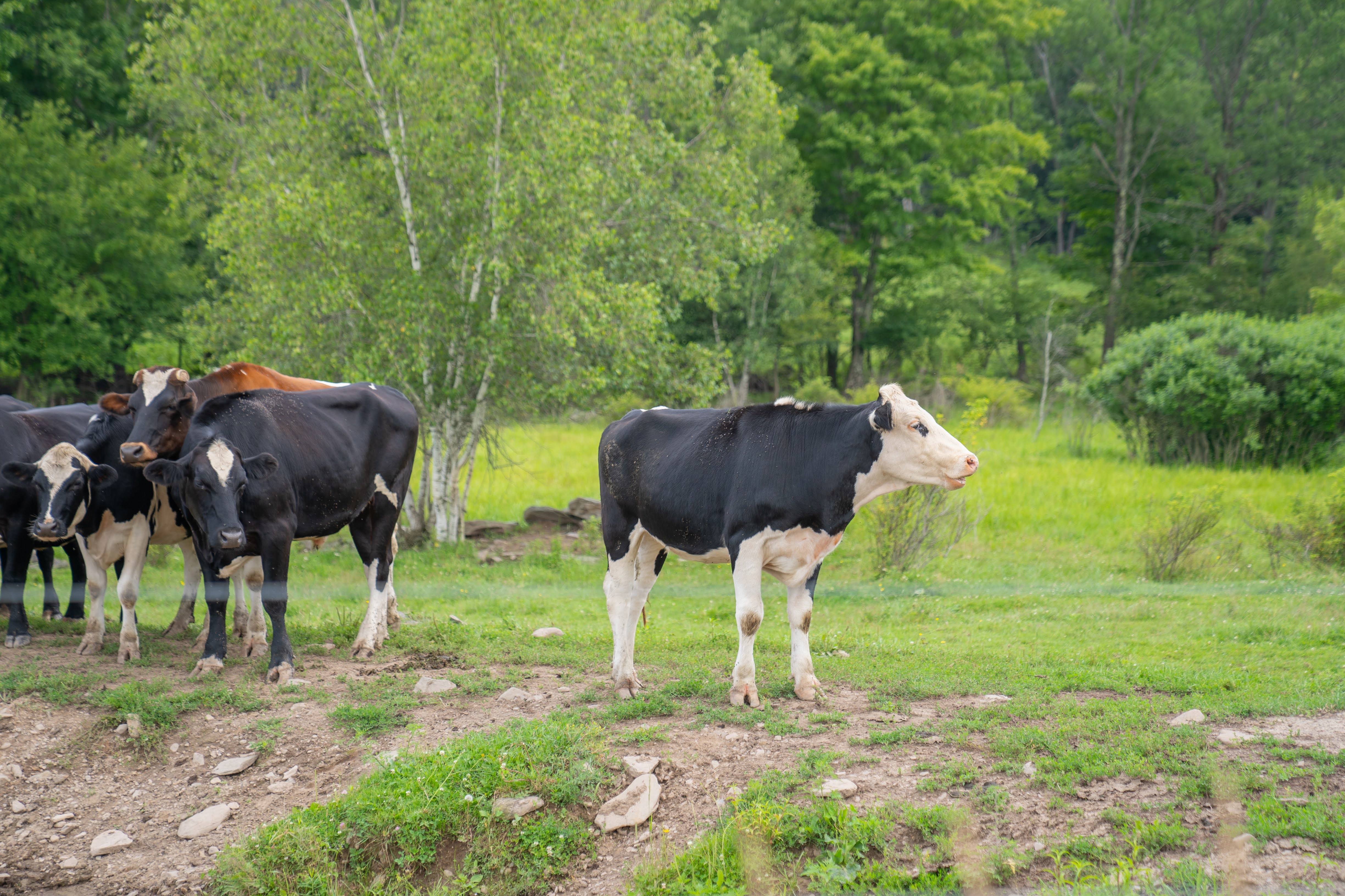 The Shofar | Parshat Miketz: At the End