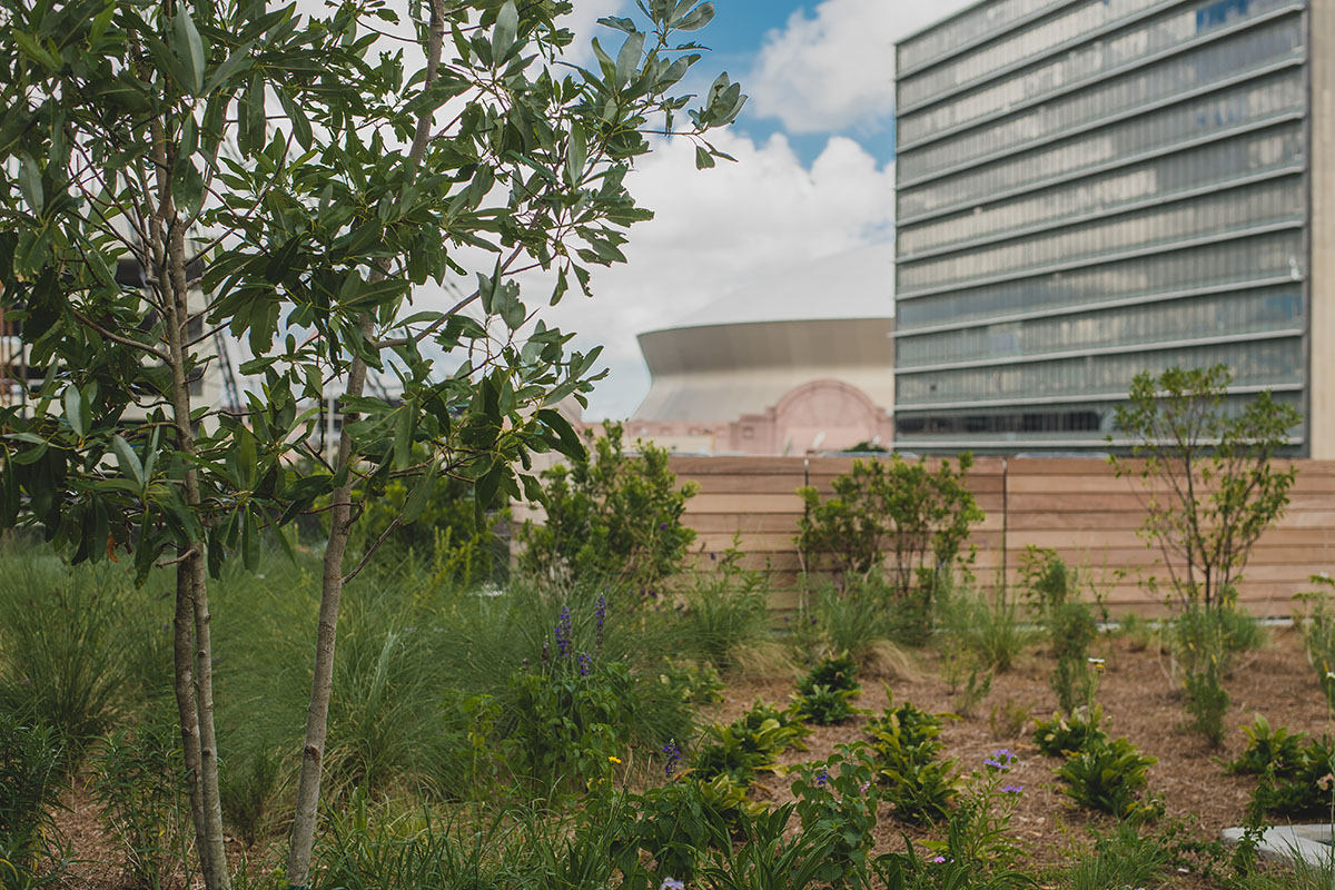 The Standard | Mullin Landscape Projects