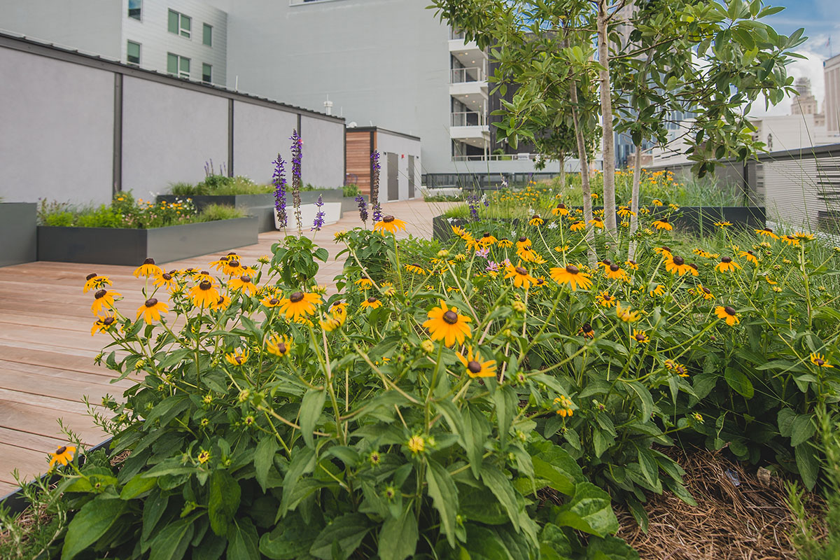 The Standard | Mullin Landscape Projects