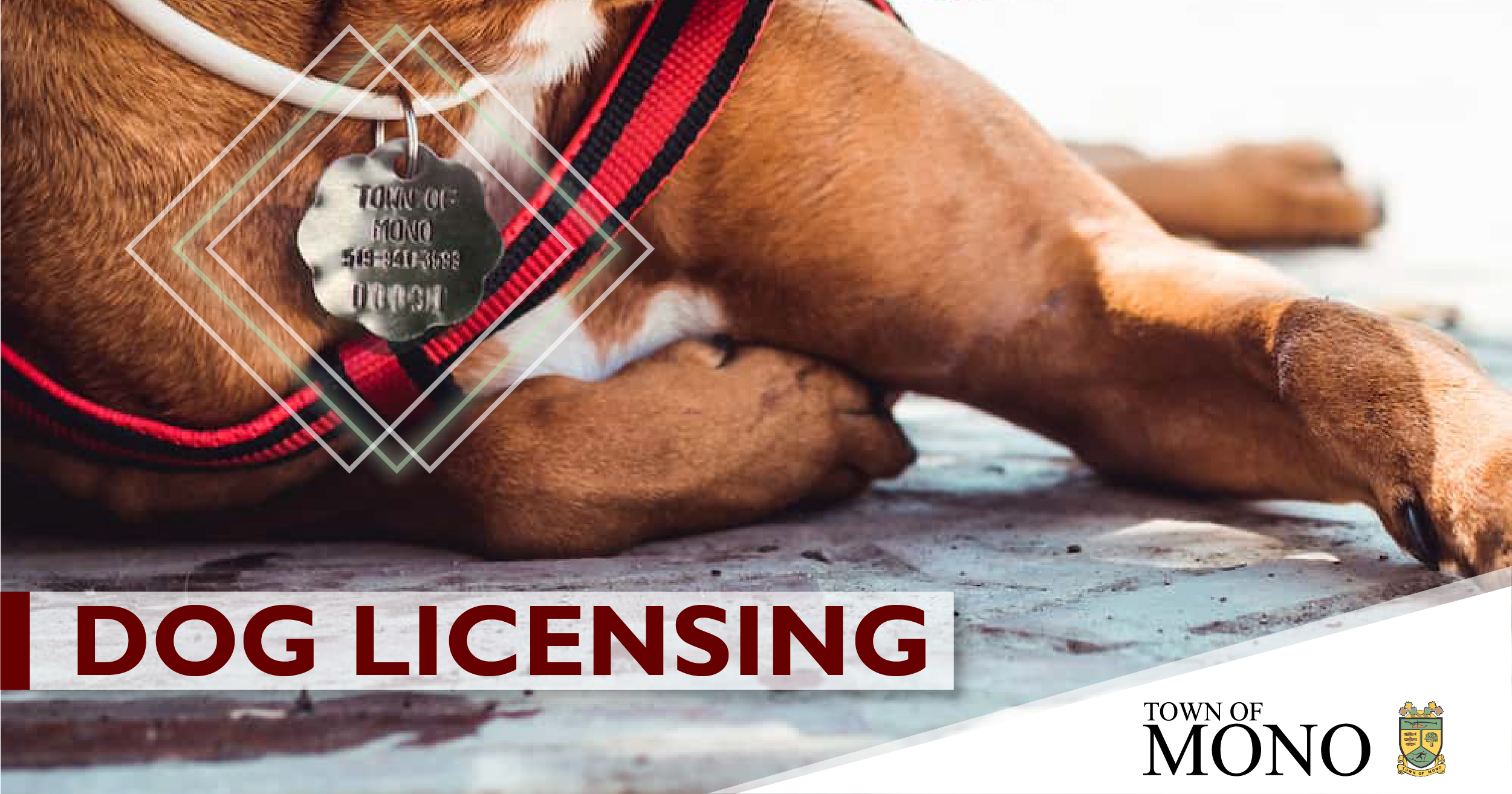 Dog Licensing
