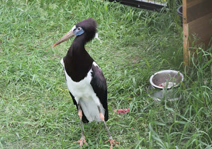 Wildlife and Safari Park | Animals | Safari North