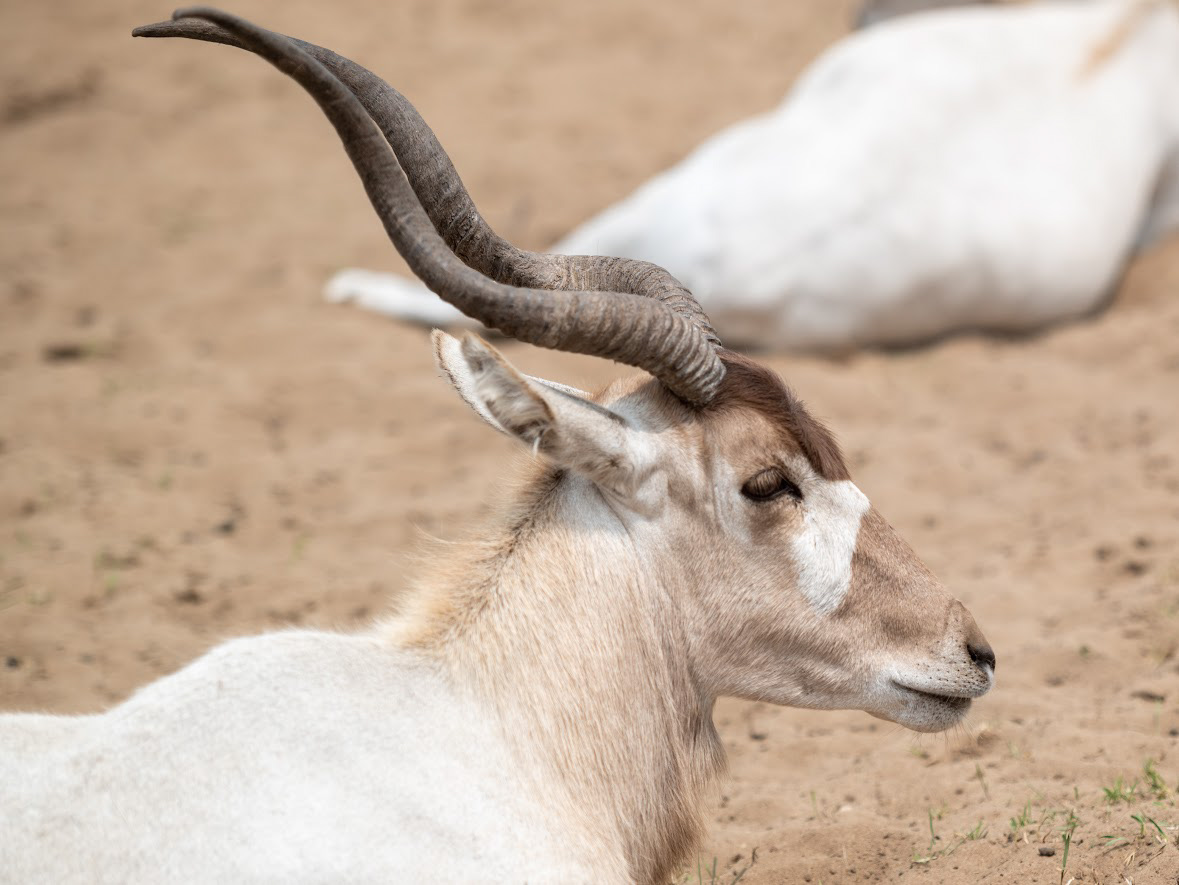 Wildlife and Safari Park | Animals | Safari North