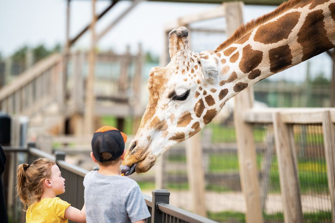 Wildlife and Safari Park | Animals | Safari North