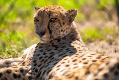 Safari Park | Safari Zoo | Family Outing | Brainerd | MN