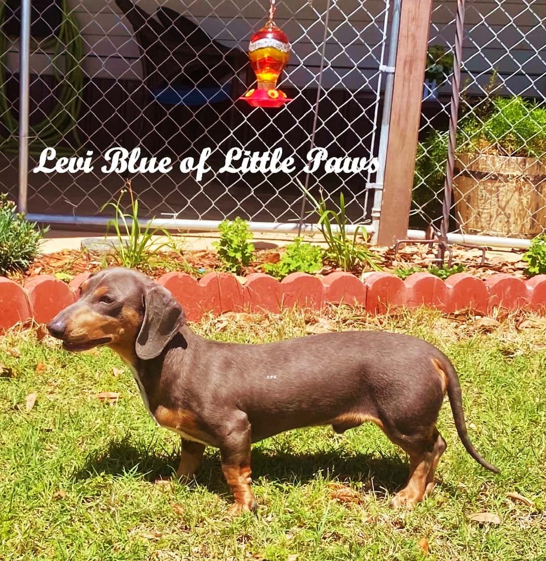 Mini Dachshund Pups