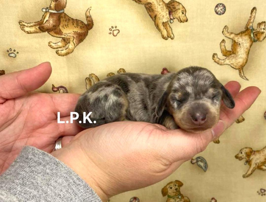 Mini Dachshund Pups