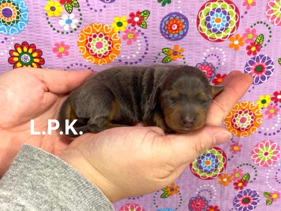 Mini Dachshund Pups