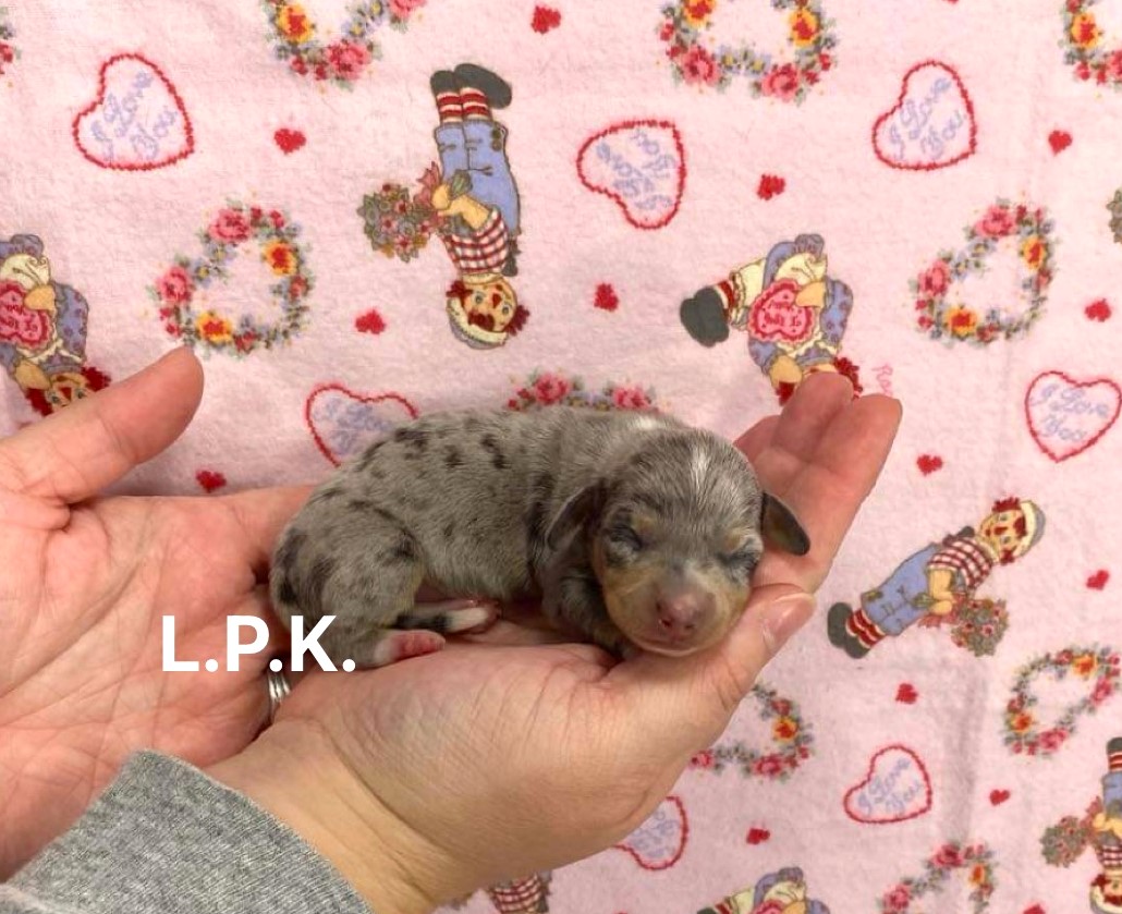 Mini Dachshund Pups