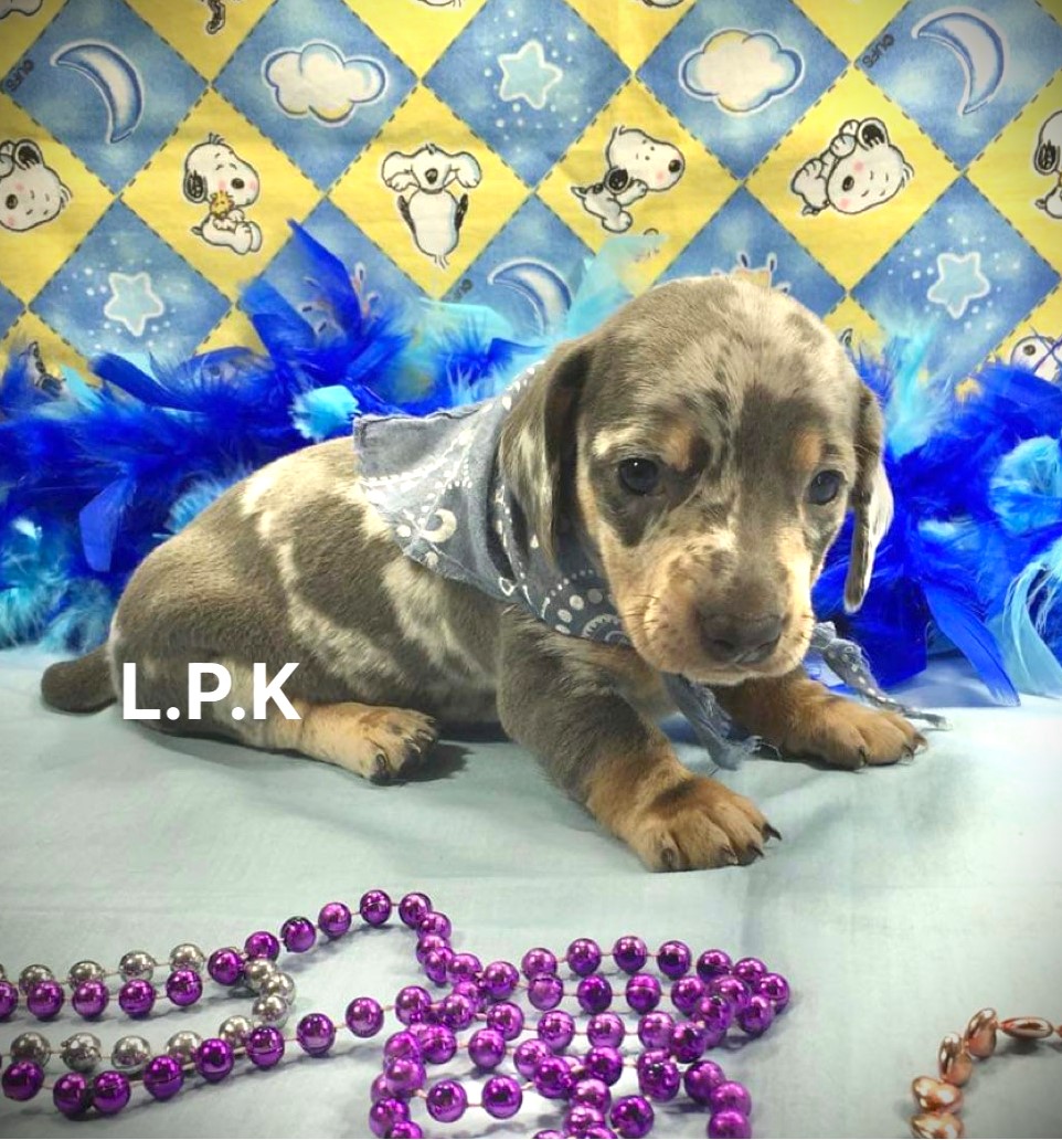Mini Dachshund Pups