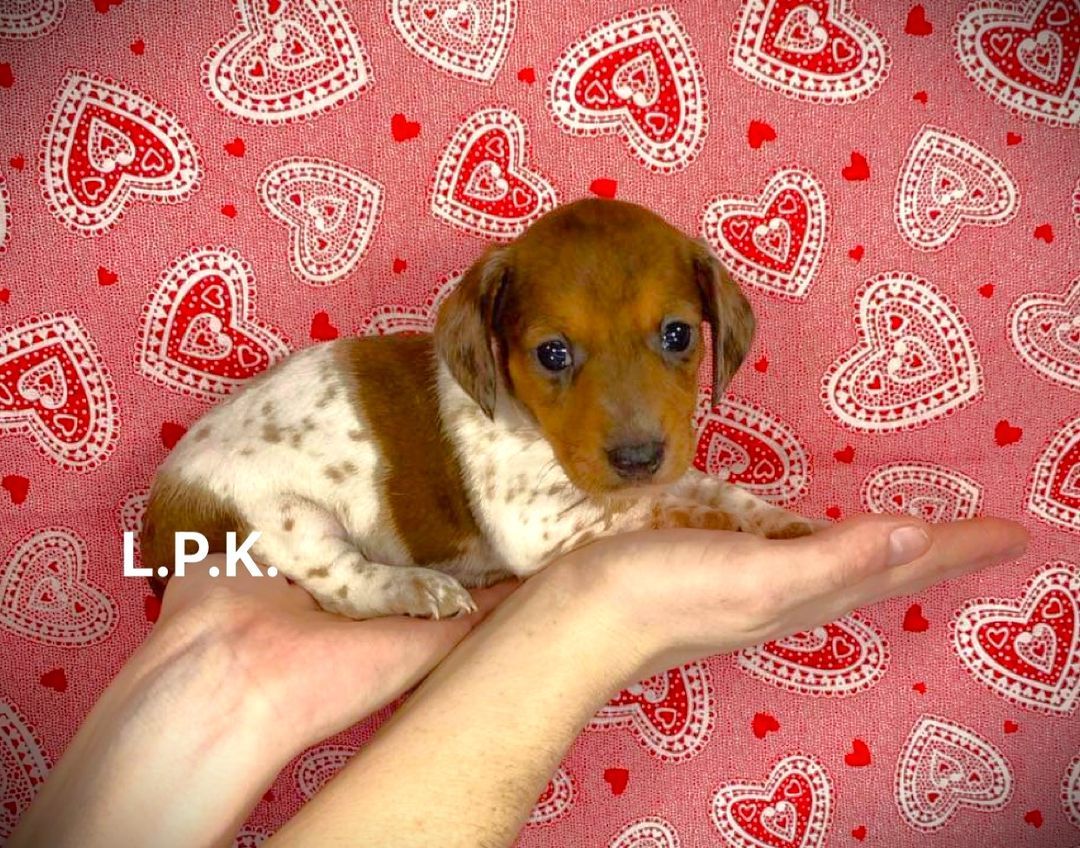 Mini Dachshund Pups