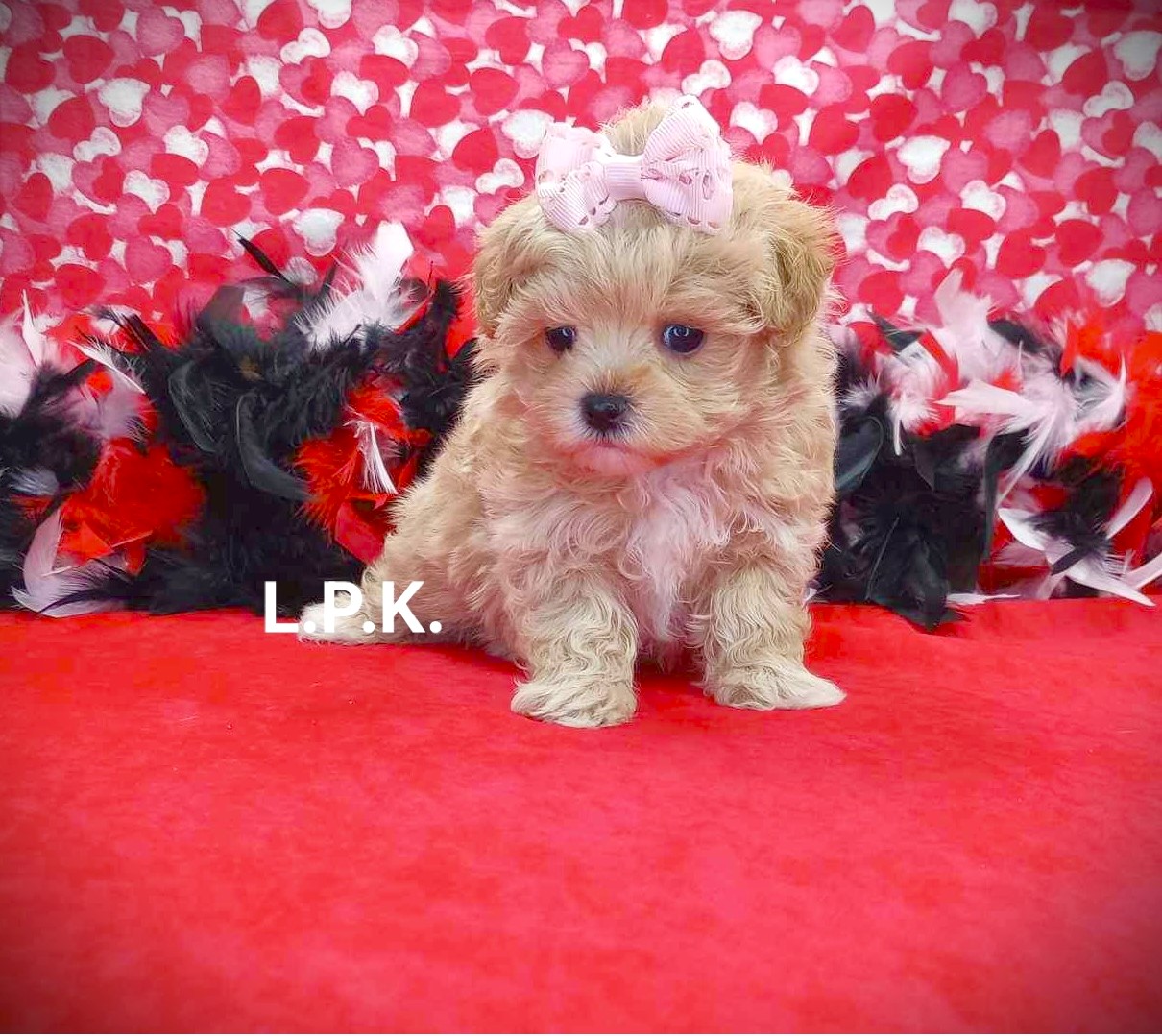 Designer Pups