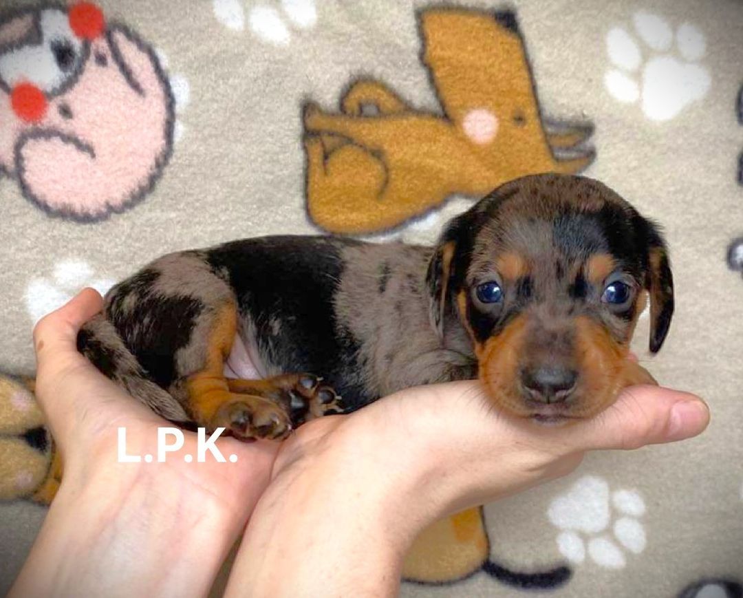 Mini Dachshund Pups