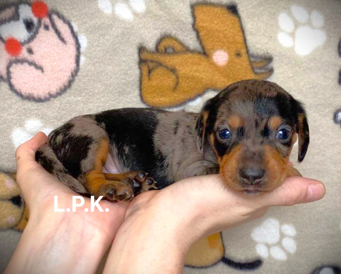 Mini Dachshund Pups