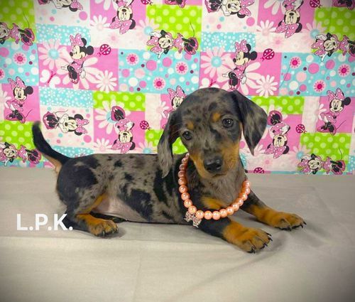 Mini Dachshund Pups
