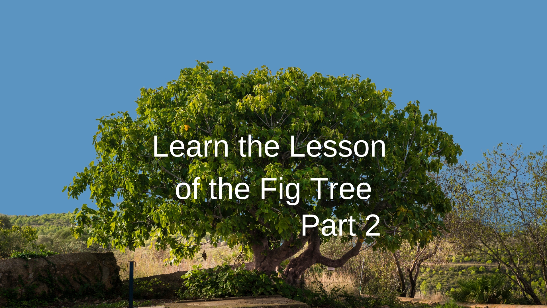 Learn the Lesson of the Fig Tree part 2