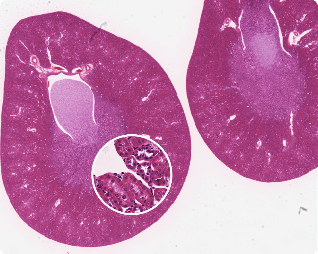 V7 Darwin | AI Data Labeling & ML Training Data Platform