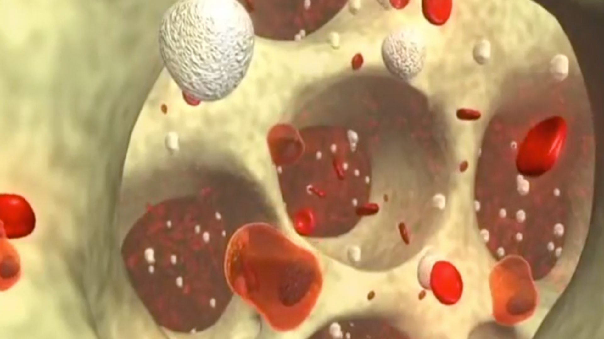 Tissue Engineering for Life | The Partnership in Education