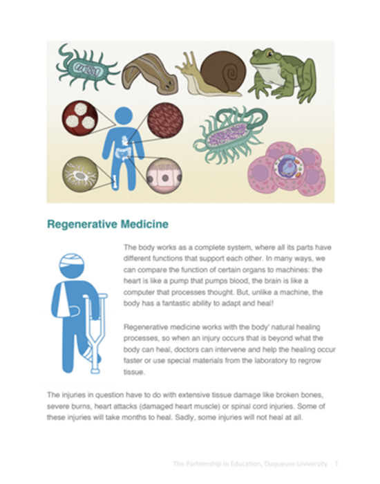 Regenerative Medicine Student Reading Pages | The Partnership in Education