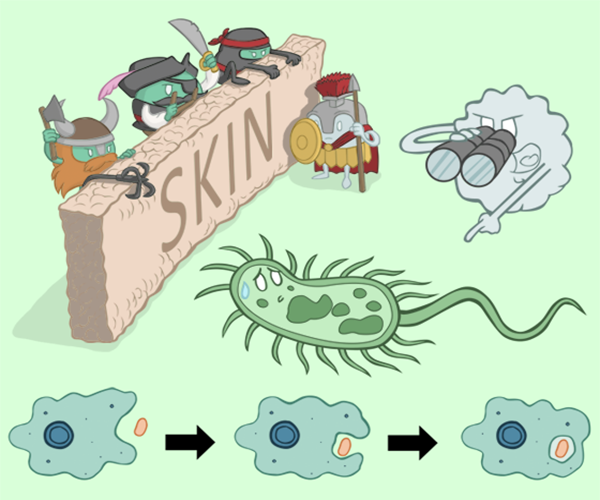 Immune System Student Reading Pages | The Partnership in Education