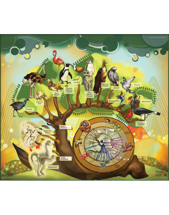 Spiral of Life V: Bird Evolution | The Partnership in Education