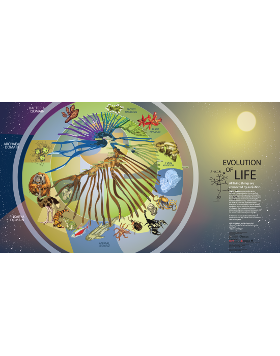 Spiral of Life III: Animal Evolution | The Partnership in Education
