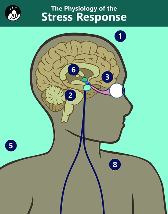 Physiology of the Stress Response | The Partnership in Education
