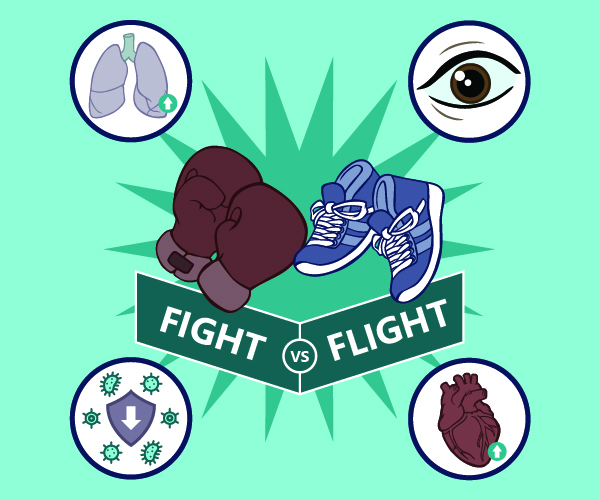 Fight or Flight | The Partnership in Education