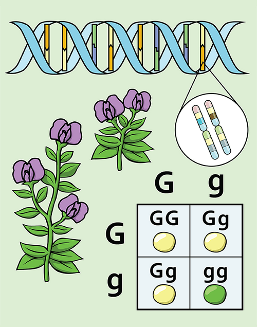 Genetics Student Reading | The Partnership in Education