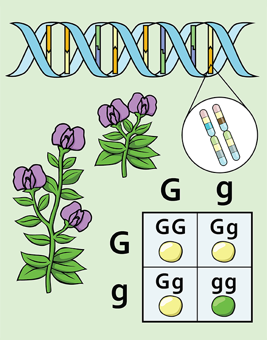 Genetics Student Reading | The Partnership in Education