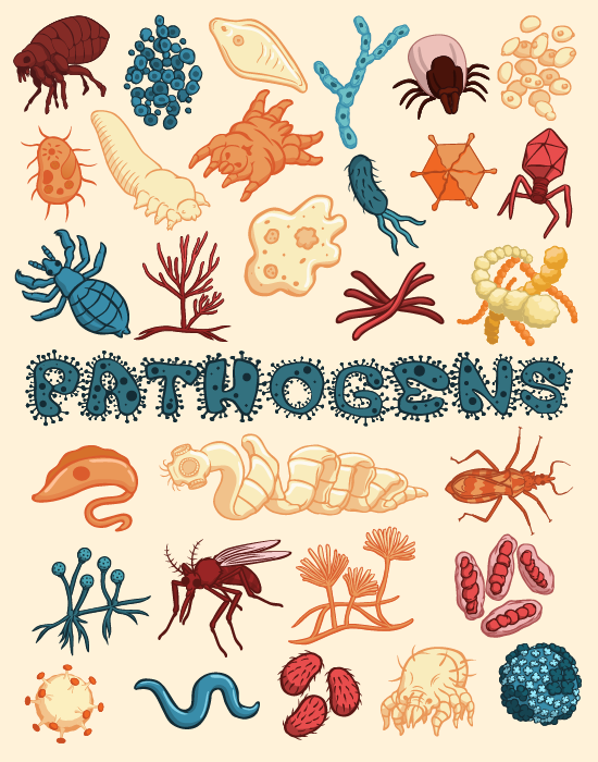 What is a Pathogen? | The Partnership in Education