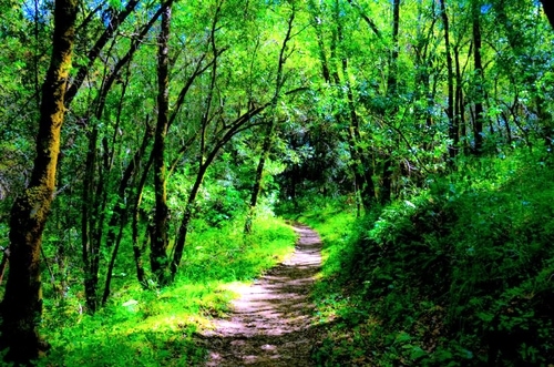 Association of Nature and Forest Therapy Guides & Programs | ANFT ...