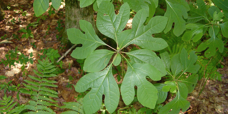 2022 Hybrid Forest Therapy Guide Training Sassafras - Sassafras - For ...