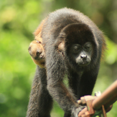Guide Training Immersion 4 days - EN ESPAÑOL - Costa Rica, Sarapiquí ...