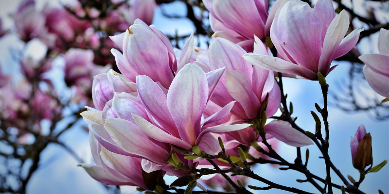2024 Hybrid Forest Therapy Guide Training - Magnolia | ANFT.Earth LLC
