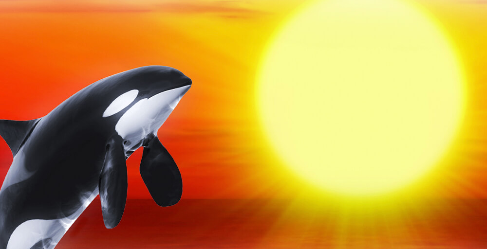 Orca (Novomatic) Slot Review - 💎AboutSlots