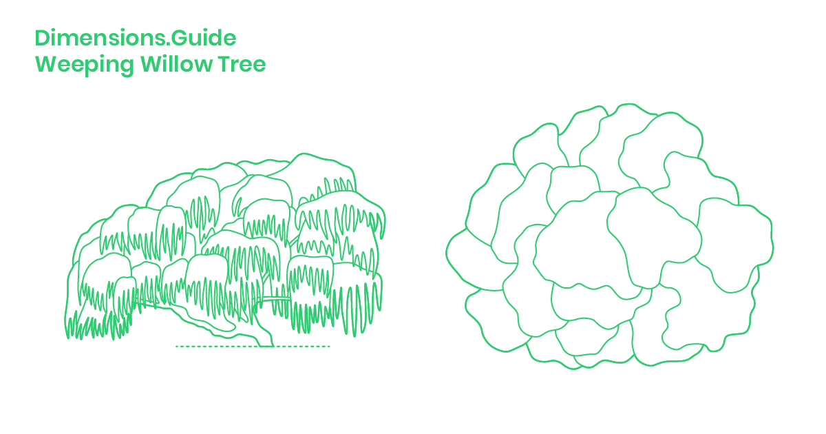 Weeping Willow Tree Dimensions & Drawings | Dimensions.com