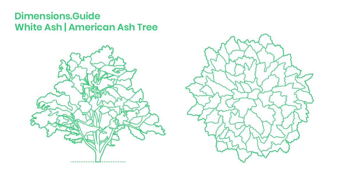 White Ash | American Ash Tree Dimensions & Drawings | Dimensions.com