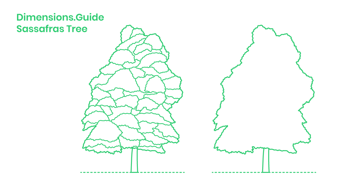 Sassafras Tree Dimensions & Drawings | Dimensions.com