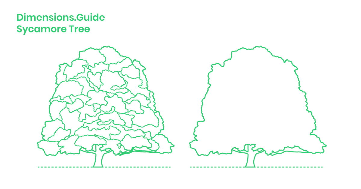 Sycamore Tree Dimensions & Drawings | Dimensions.com