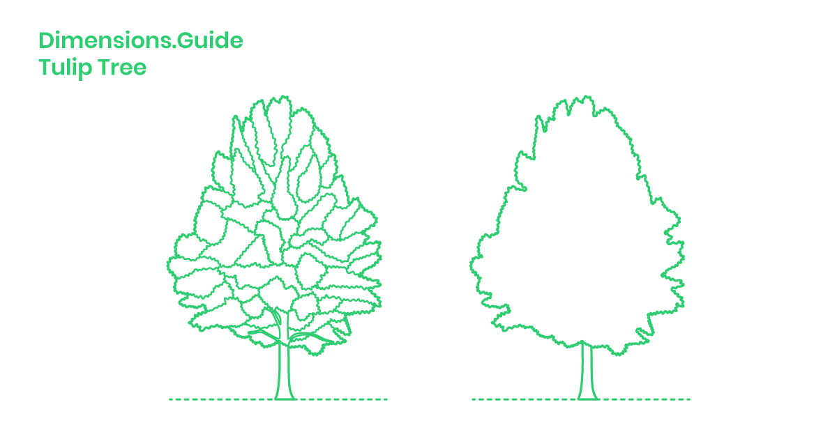 Tulip Tree Dimensions & Drawings | Dimensions.com