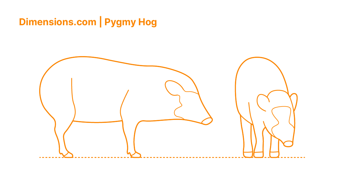 Pygmy Hog (Porcula salvania) Dimensions & Drawings | Dimensions.com